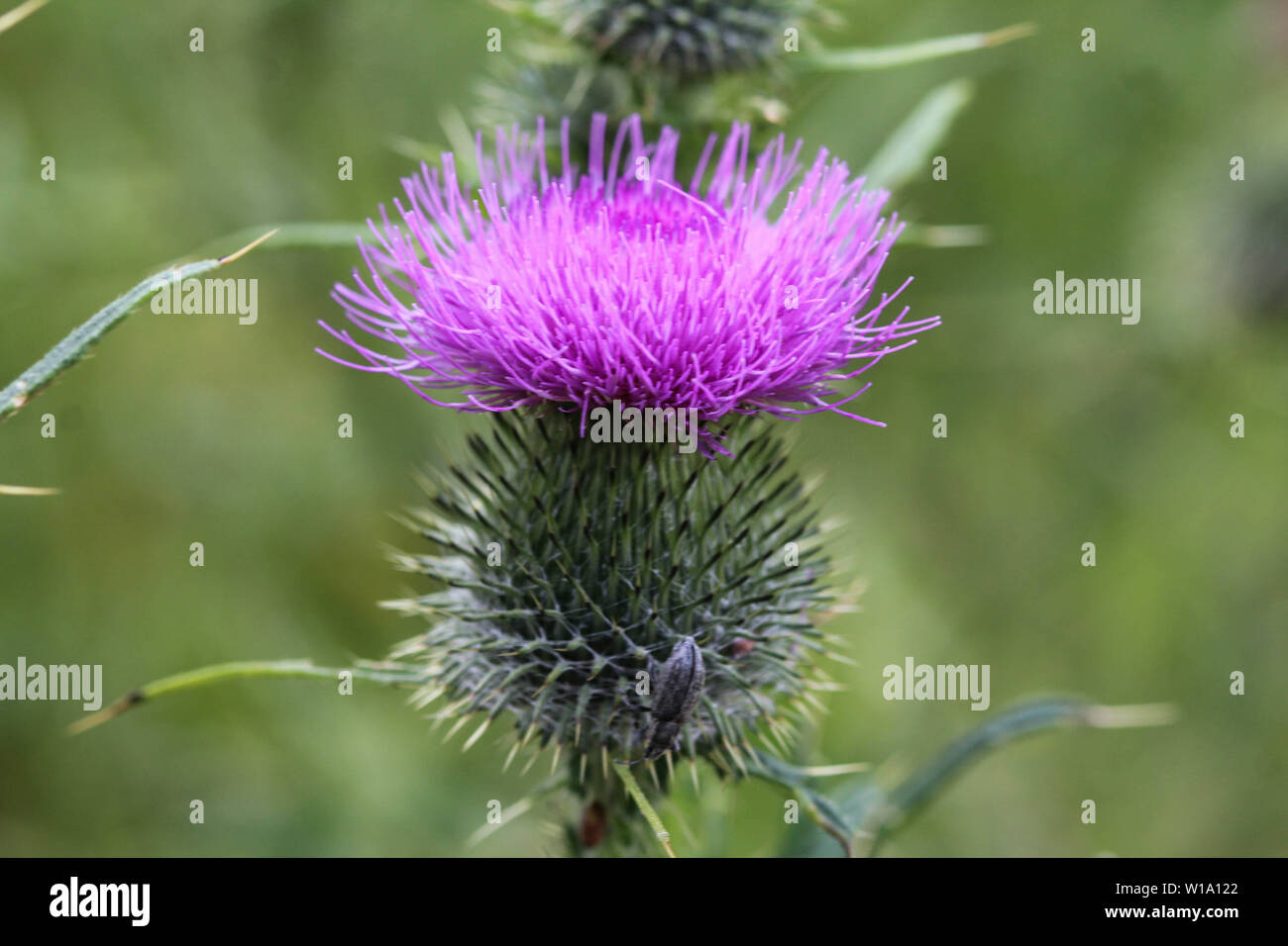 Cirsium vulgare flower hi-res stock photography and images - Alamy