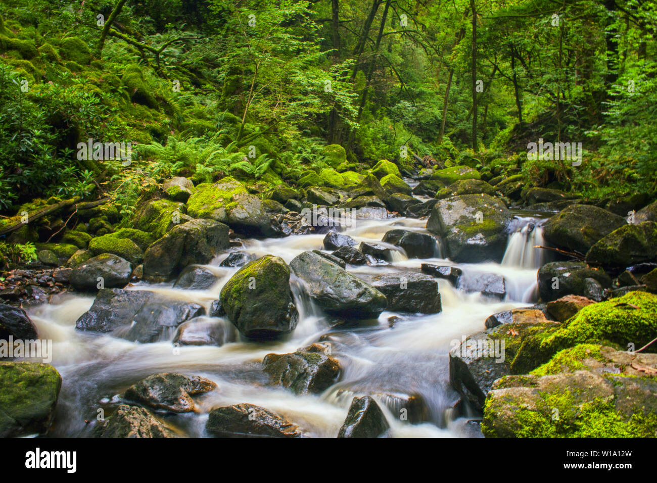 Superb and enchanting scenery with a river inside a wild green forest ...