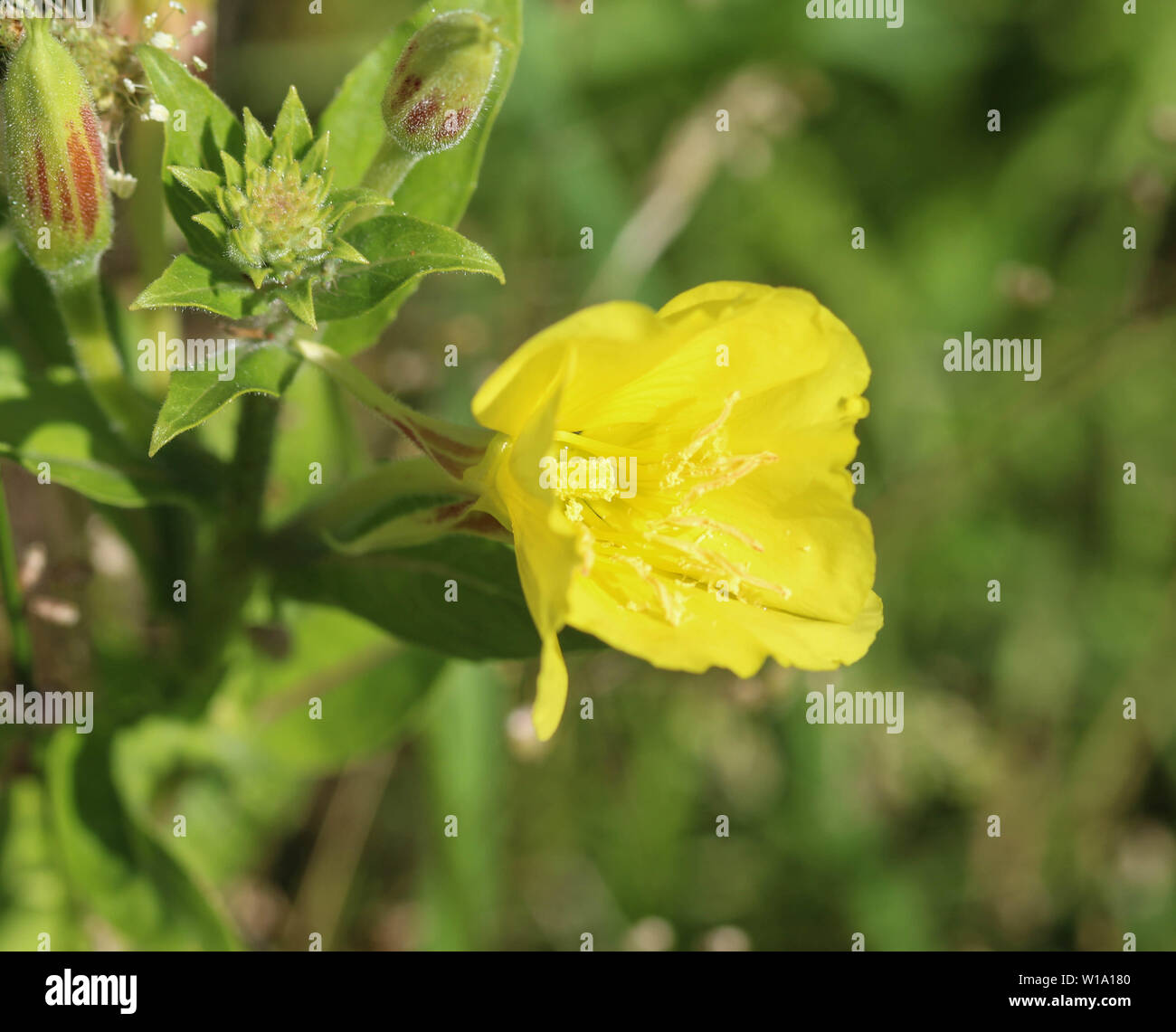 Redsepal evening primrose oenothera glazioviana hi-res stock ...