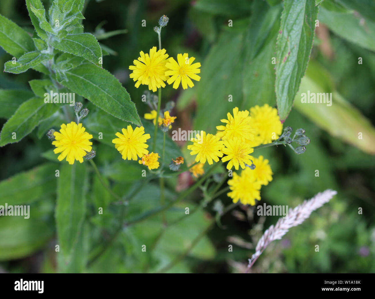 Hawksbeard Uk Stock Photos & Hawksbeard Uk Stock Images - Alamy