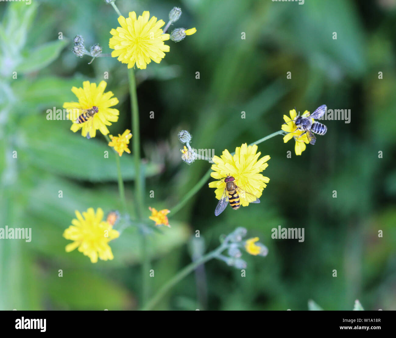 Hawksbeard uk hi-res stock photography and images - Alamy