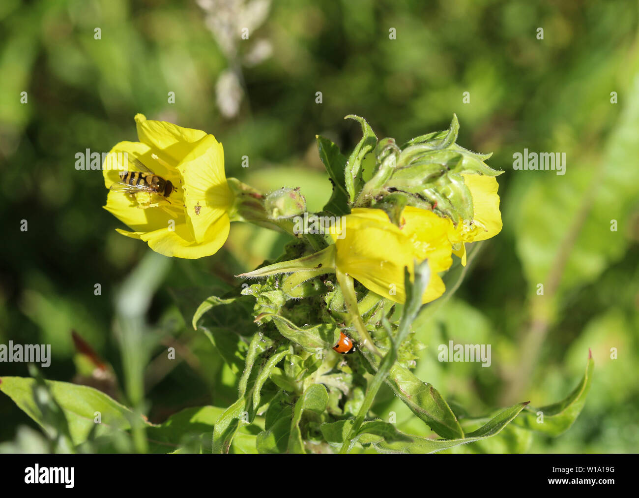 close up of evening primrose flower Stock Photo - Alamy