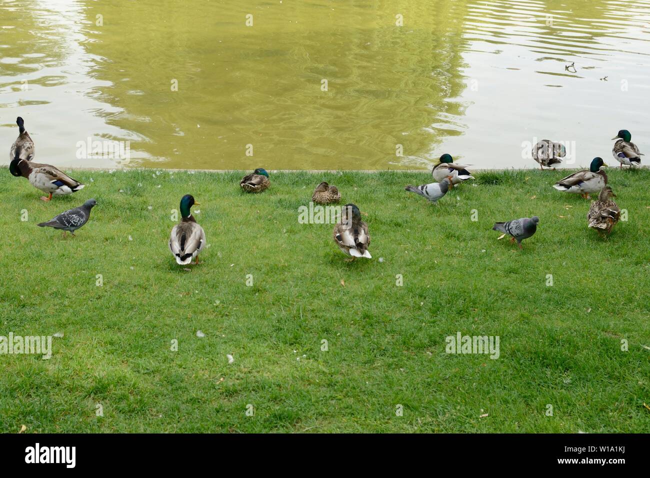 Ducks and doves at the lake edge in Pamplona, Navarre, Spain Stock ...