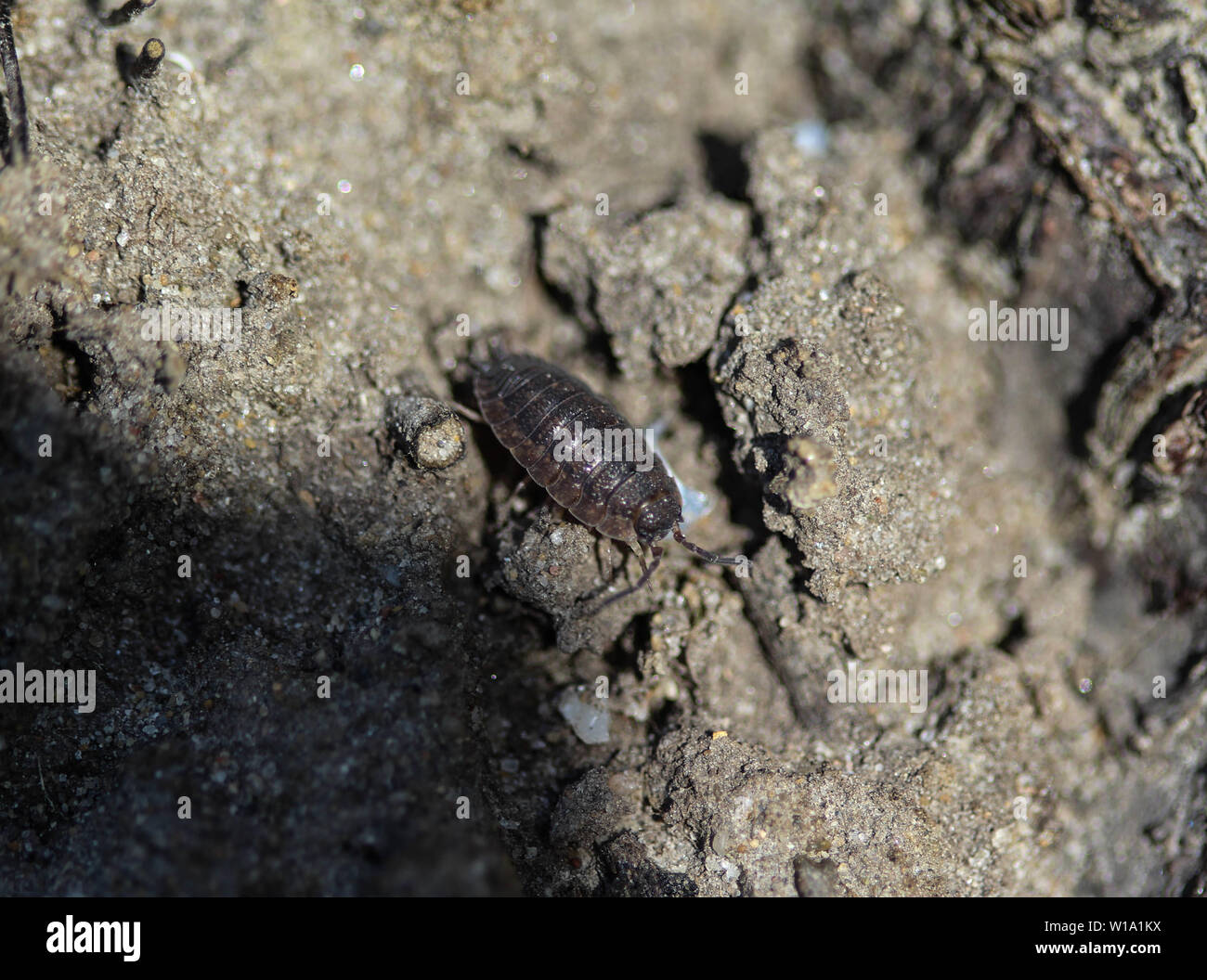 Woodlouse antenna hi-res stock photography and images - Alamy