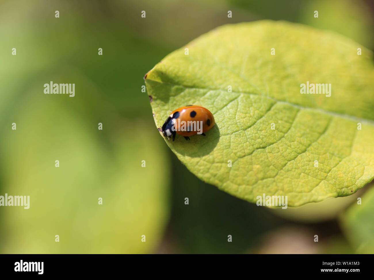 close up of seven-spot ladybird on leaf Stock Photo - Alamy