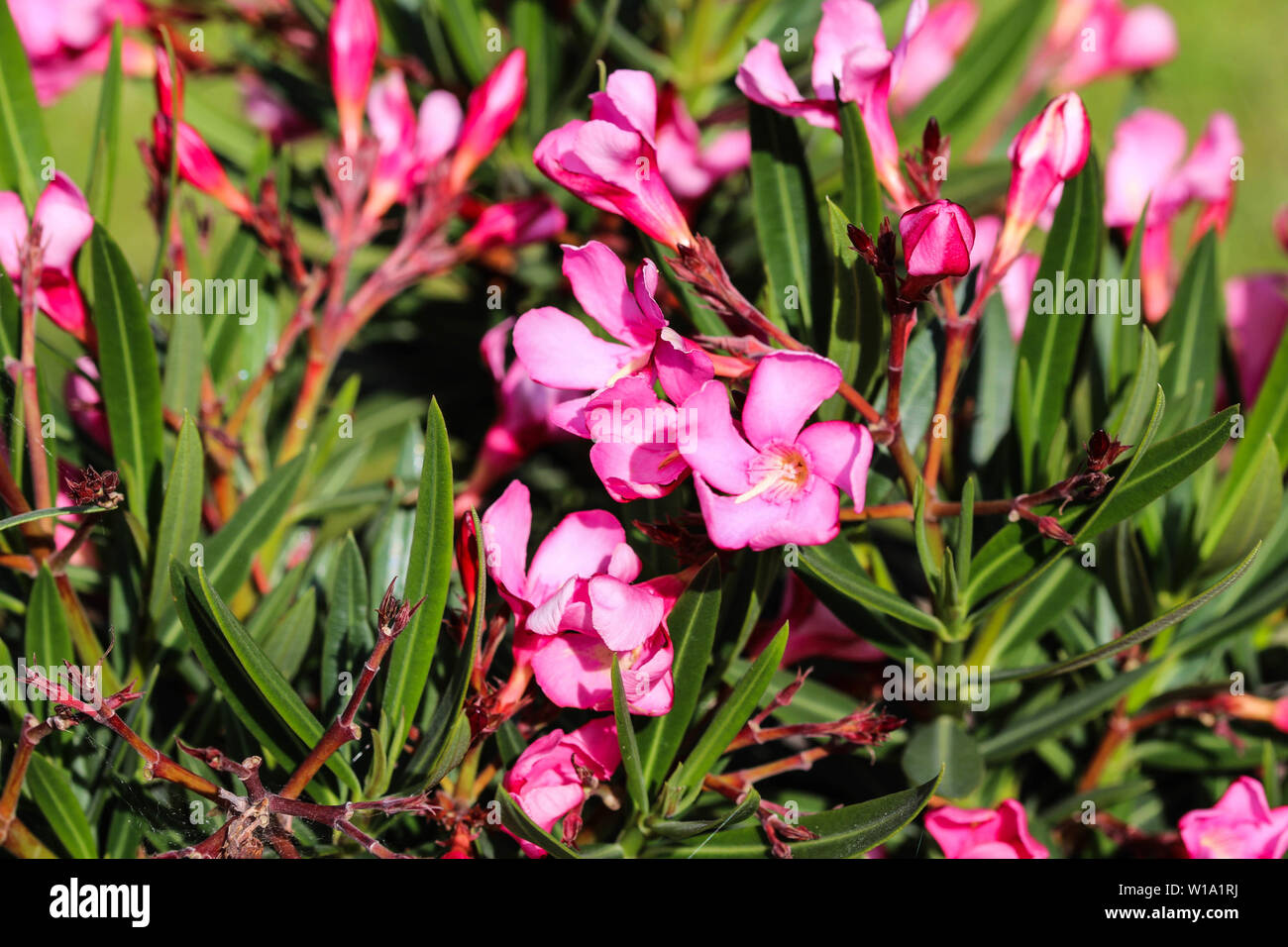 Nerium oleander commonly known hi-res stock photography and images - Alamy