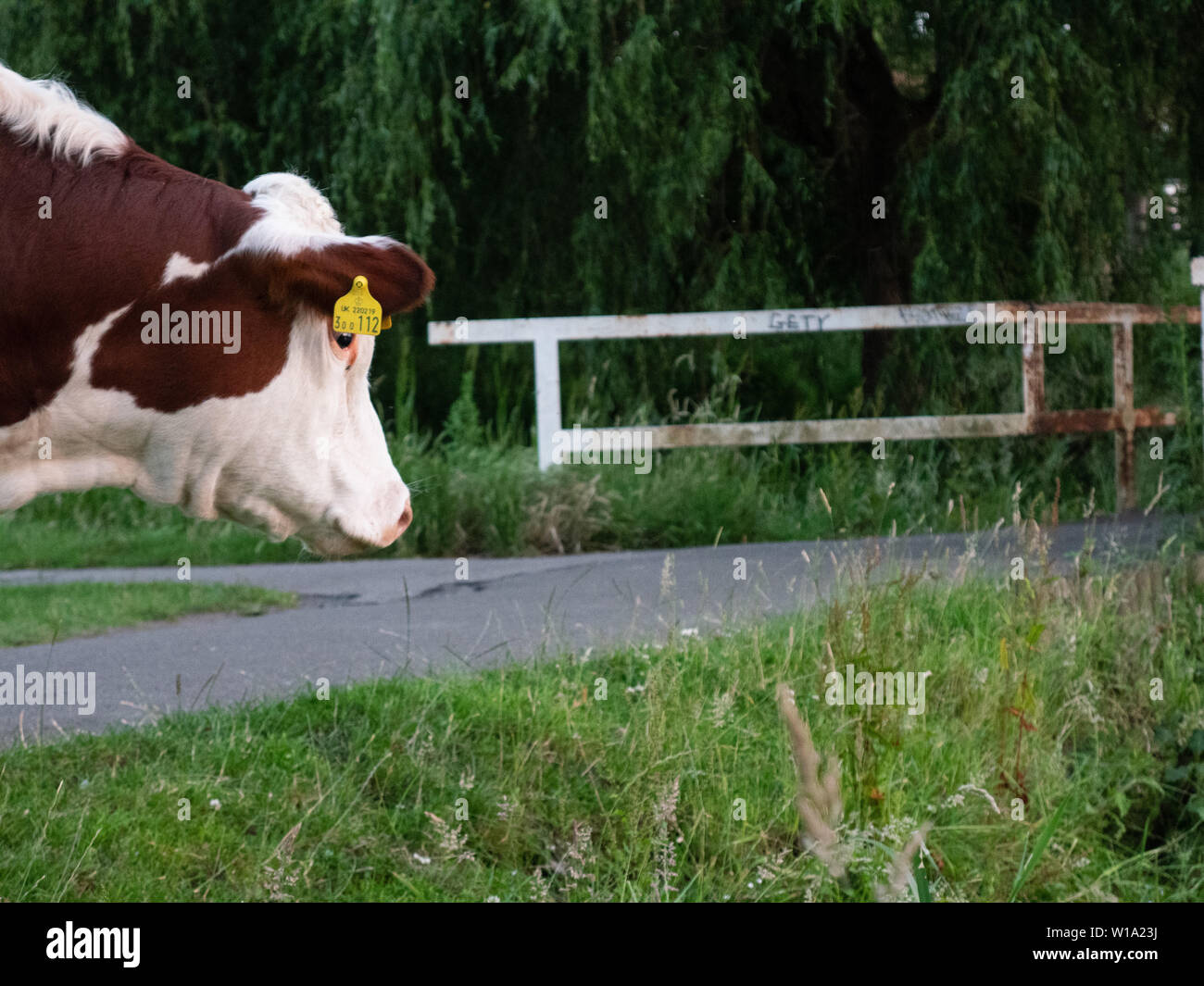 Cambridge Cow - A cow on the backs, a an area of common land next to ...