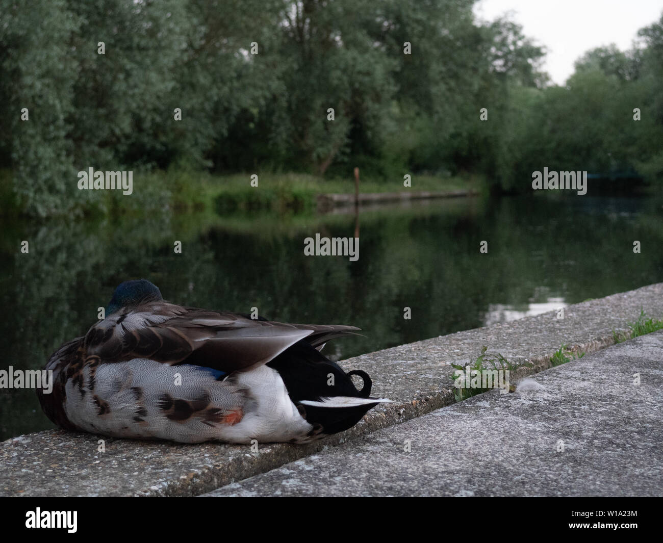 Sleeping duck hi-res stock photography and images - Alamy