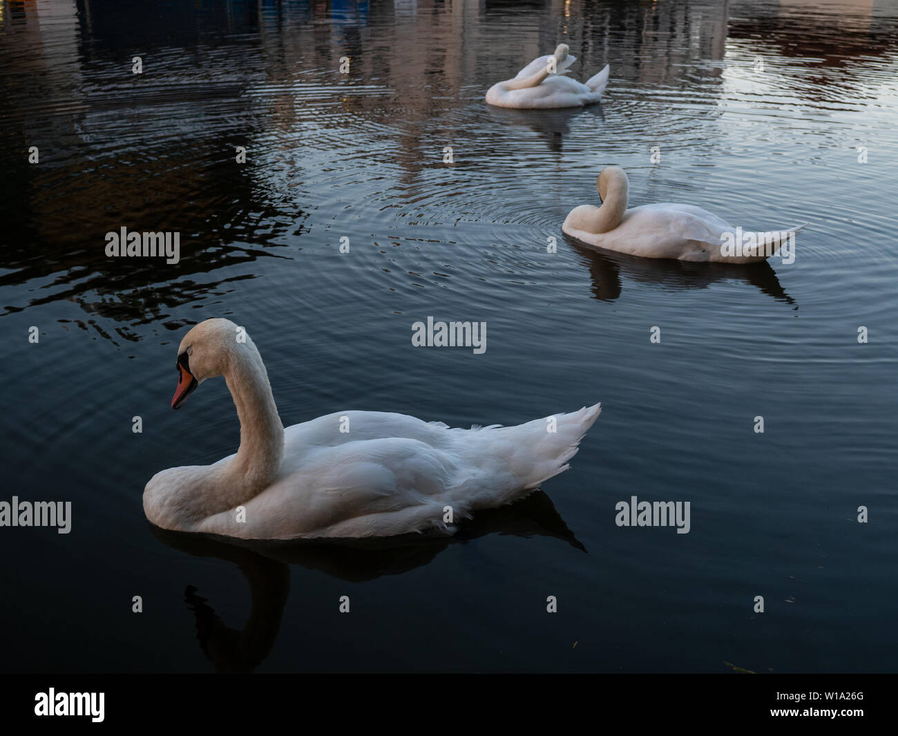 Cambridge England River Swan High Resolution Stock Photography and ...