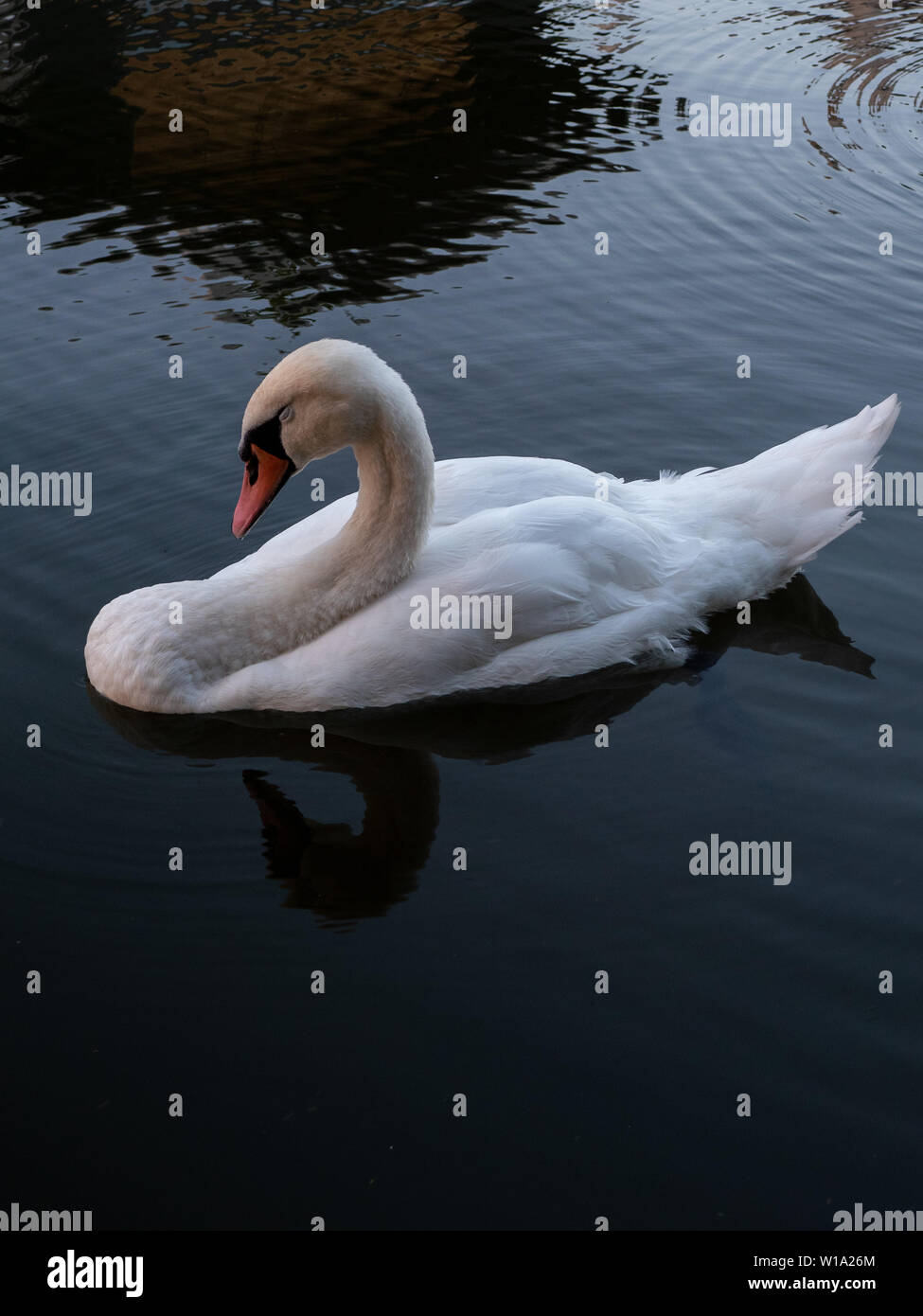 Cambridge England River Swan High Resolution Stock Photography and ...