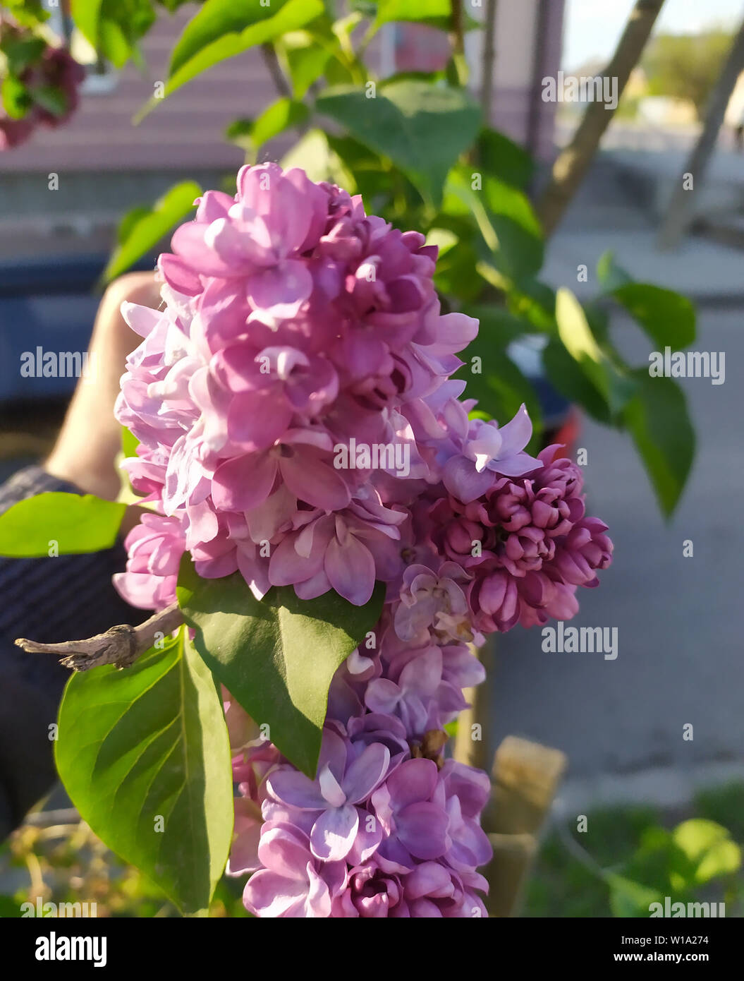 In the photo of a flower of lilac on a tree. Spring landscape Stock ...