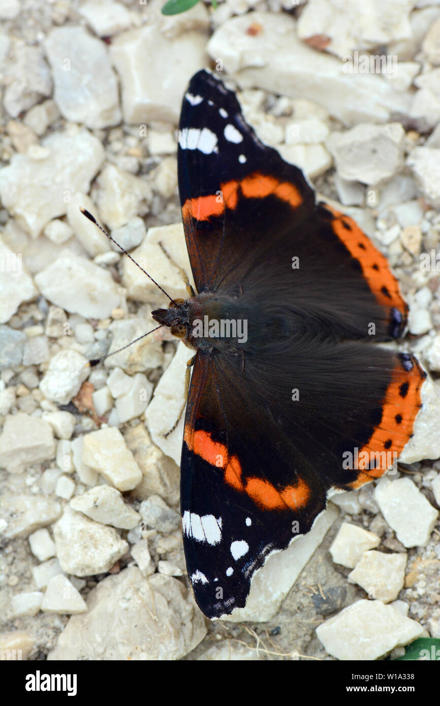 red admiral, red admirable, Admiral, Vulcain, Vanessa atalanta ...