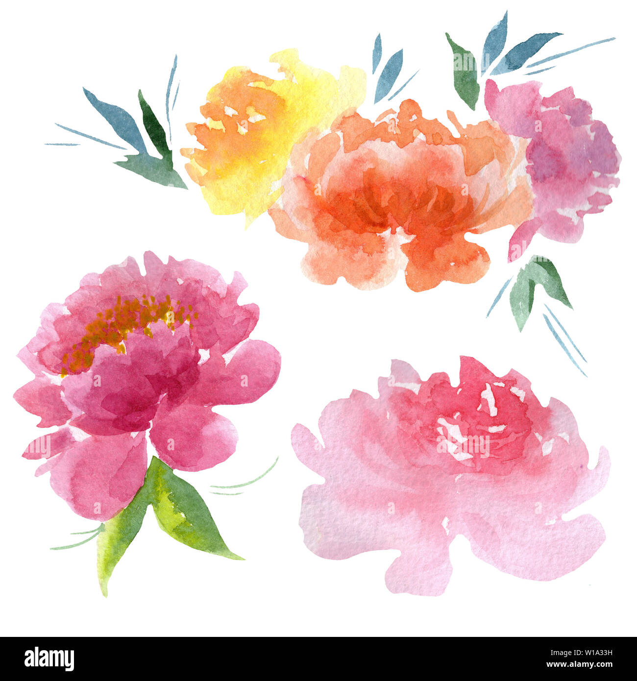 Peony floral botanical flowers. Watercolor background illustration set ...