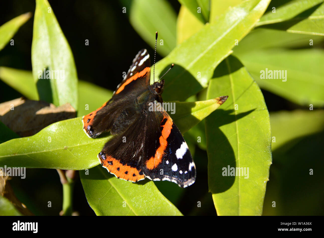 red admiral, red admirable, Admiral, Vulcain, Vanessa atalanta ...