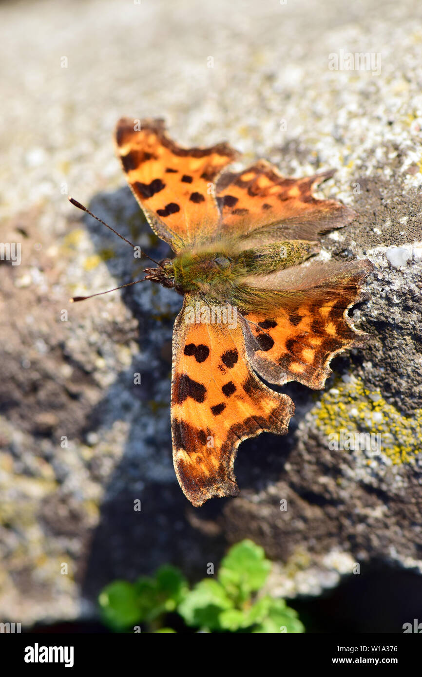comma, C-Falter, Robert-le-Diable, Polygonia c-album, C-betűs lepke ...