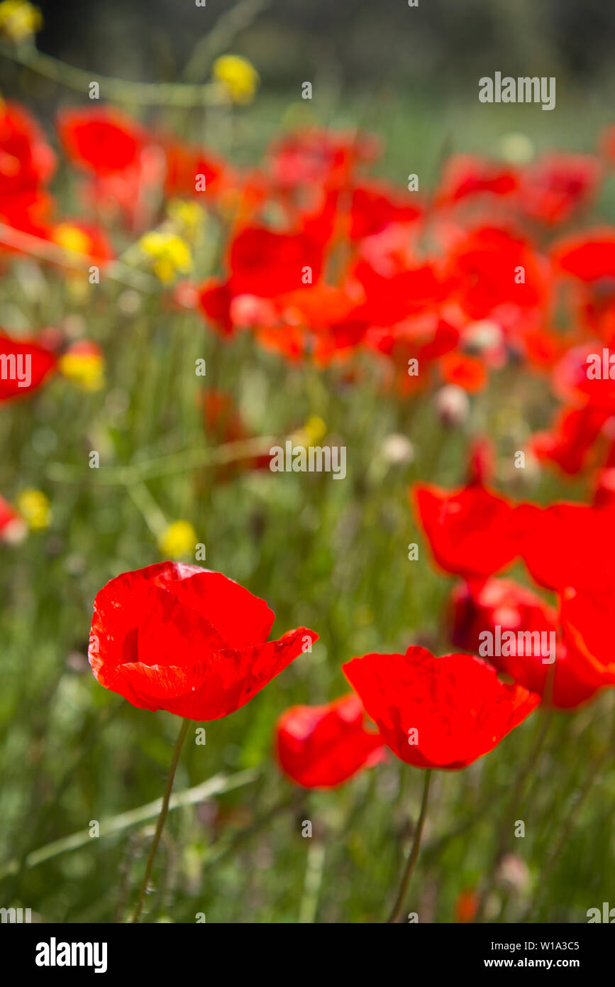 Floreciendo en flor hi-res stock photography and images - Alamy