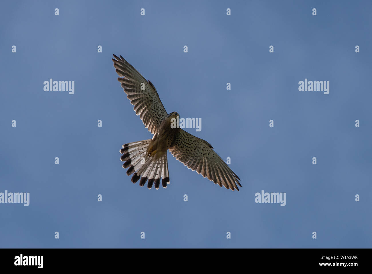 Male kestrel hi-res stock photography and images - Alamy