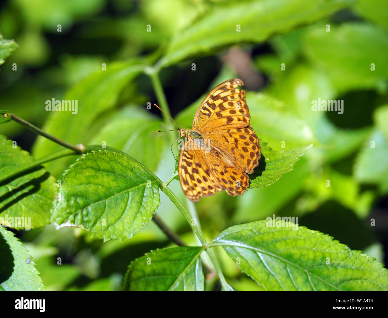 Cardinal butterfly hi-res stock photography and images - Alamy