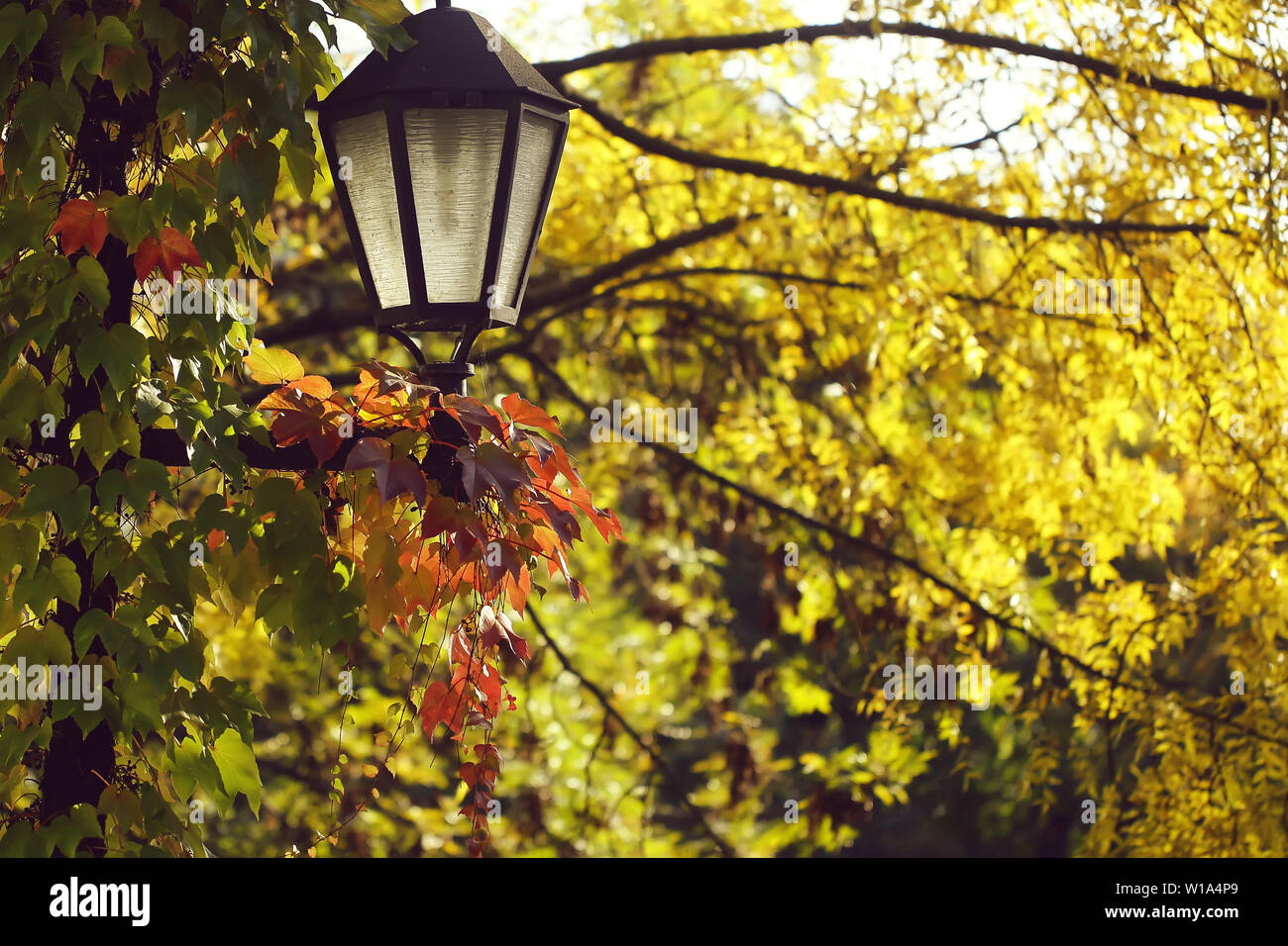 Pretty lantern in yellow foliage Stock Photo - Alamy