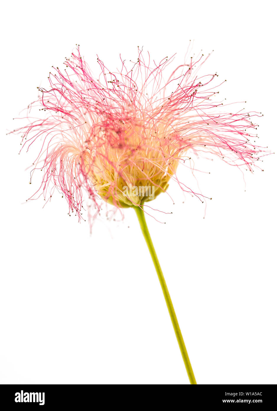 Pink silk Cut Out Stock Images & Pictures - Alamy