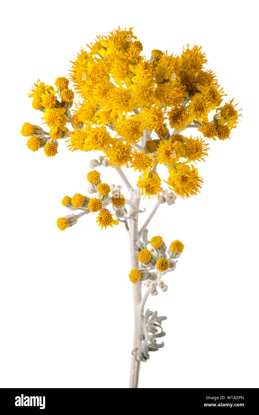 Silver ragwort flower hi-res stock photography and images - Alamy