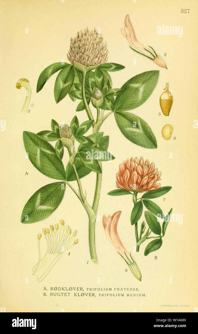 Beautiful vintage hand drawn illustrations of plants and flowers from ...