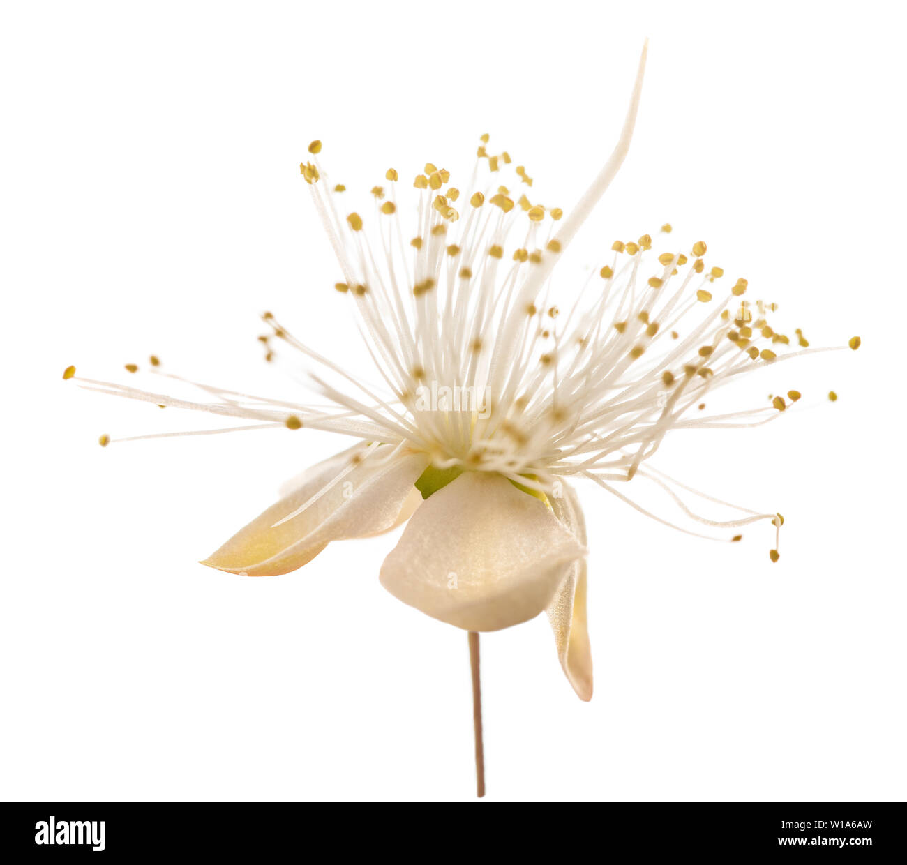 common myrtle flower isolated on white background Stock Photo - Alamy