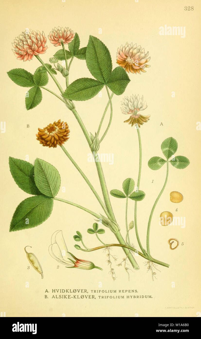 Beautiful vintage hand drawn illustrations of plants and flowers from ...