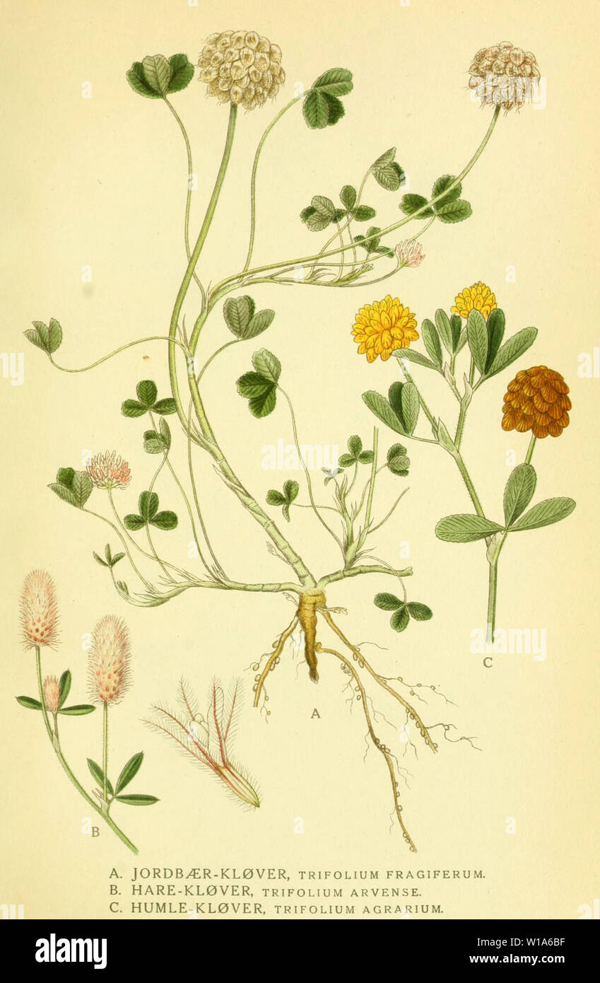 Beautiful vintage hand drawn illustrations of plants and flowers from ...