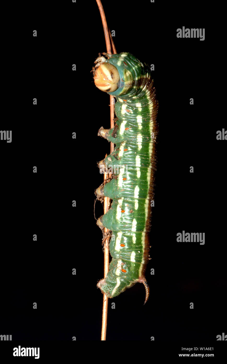 pine hawk-moth caterpillar, Sphinx pinastri, Kiefernschwärmer Raupe ...