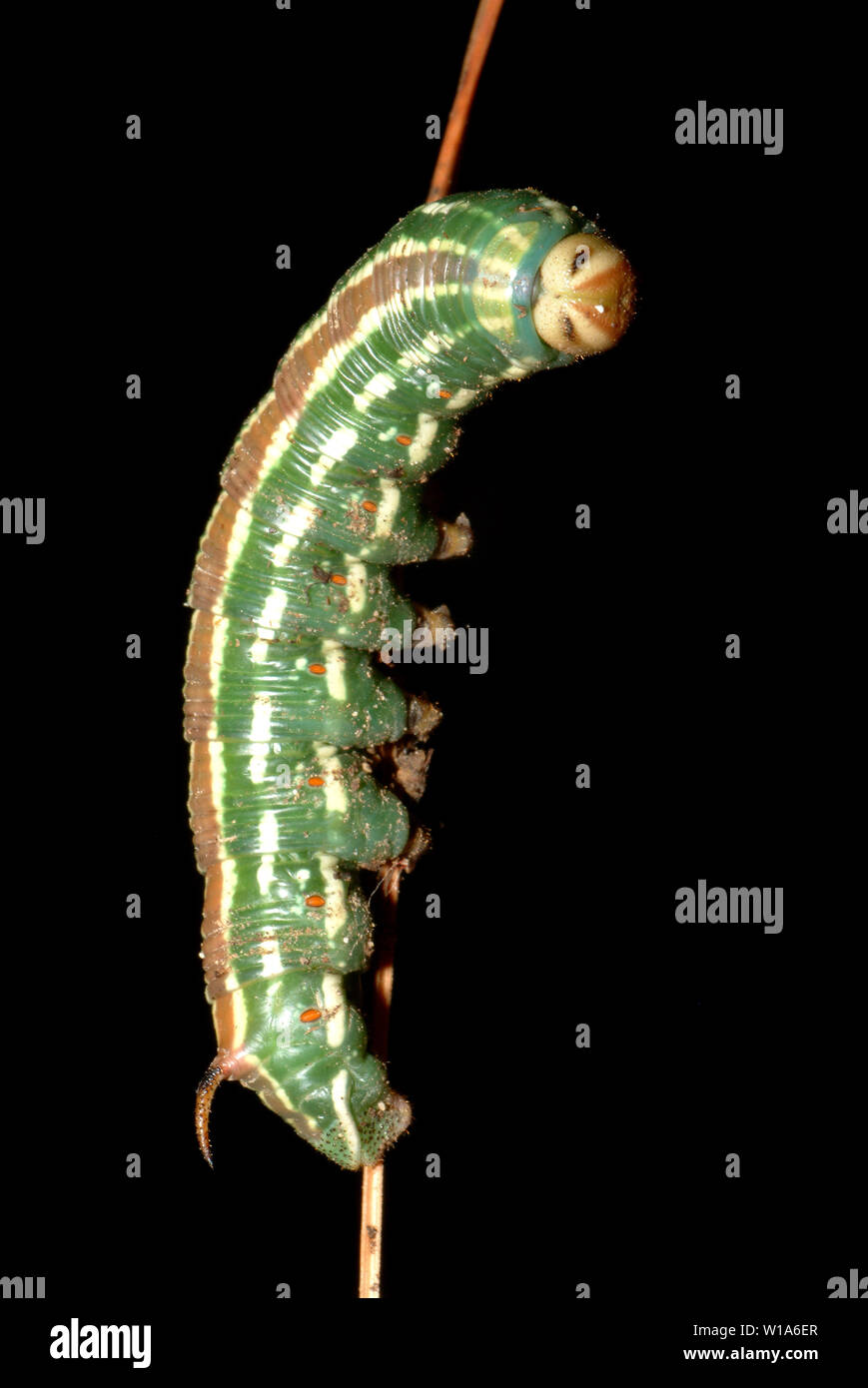 pine hawk-moth caterpillar, Sphinx pinastri, Kiefernschwärmer Raupe ...