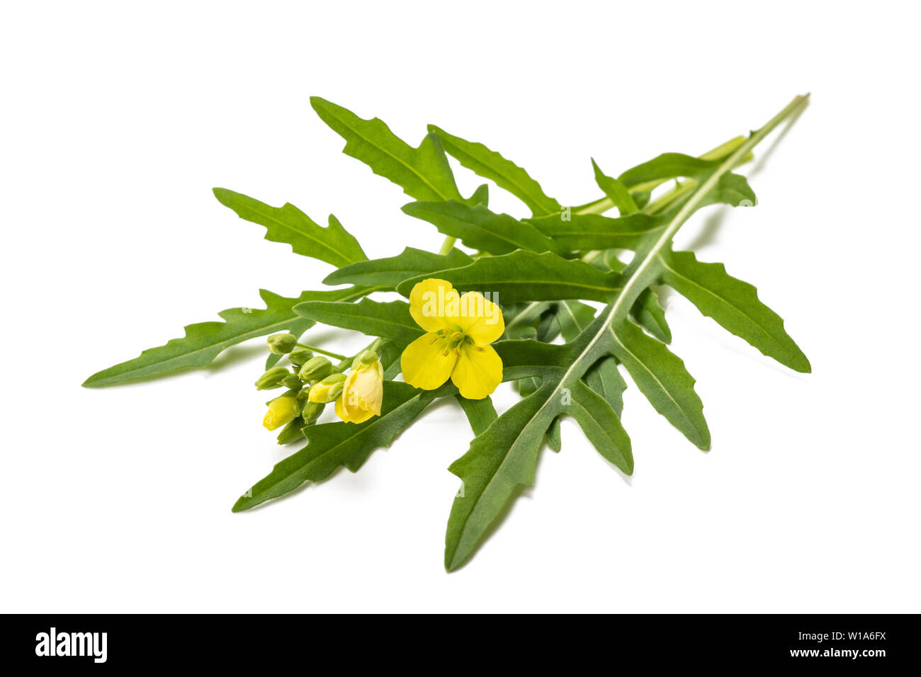 Arugula flower hi-res stock photography and images - Alamy