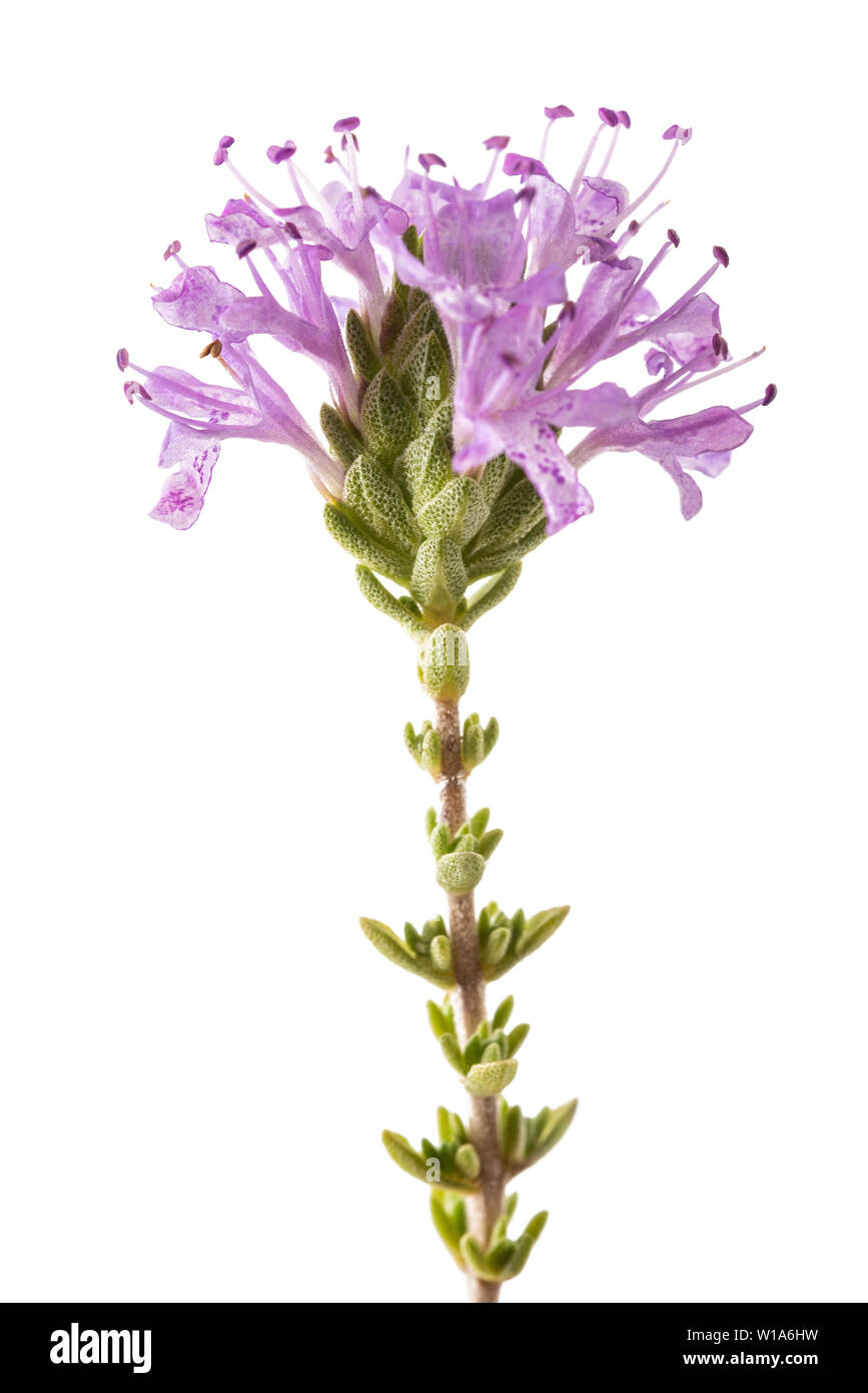 Thymus Capitatus High Resolution Stock Photography and Images - Alamy