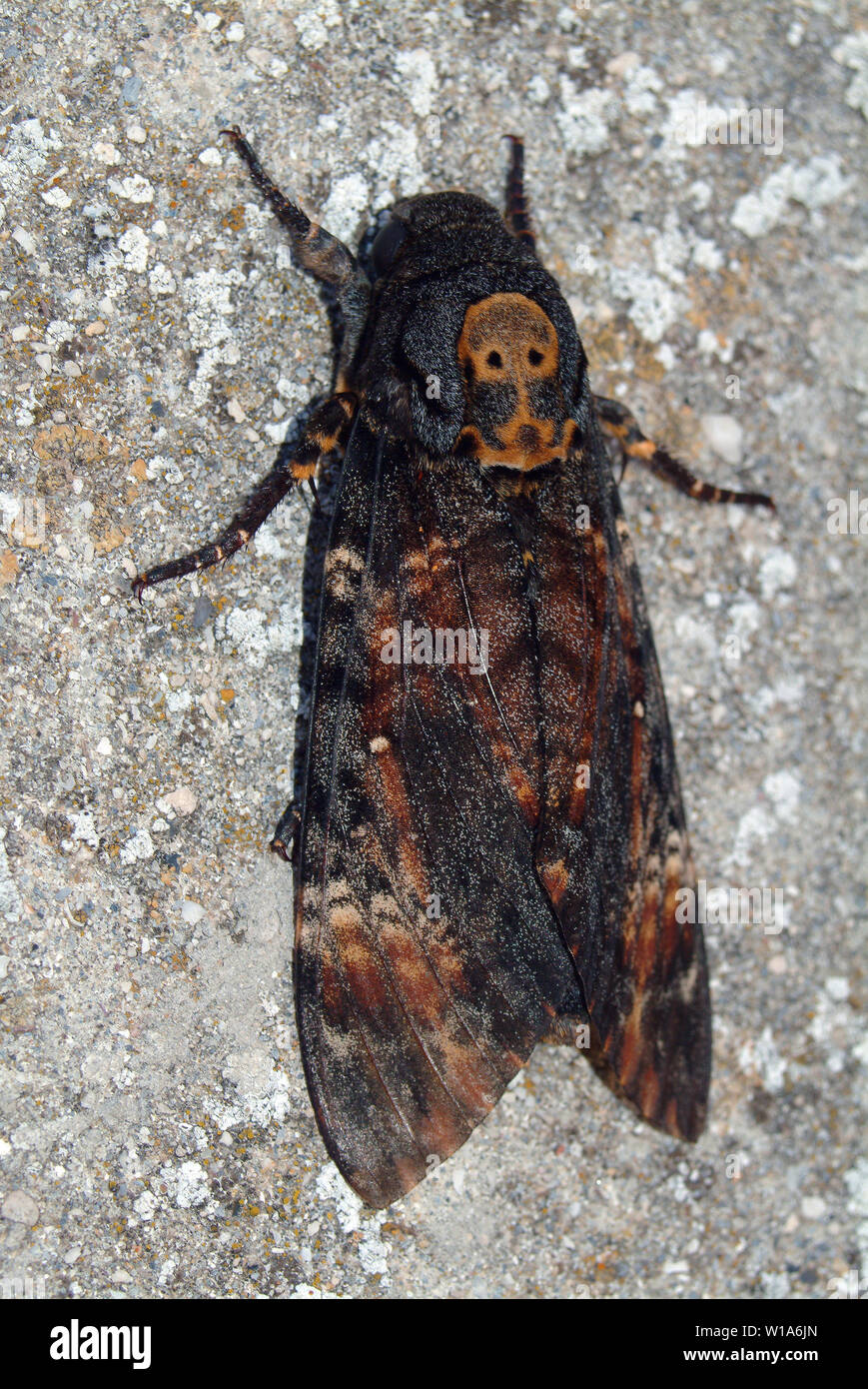 African death's-head hawkmoth, Acherontia atropos, Totenkopfschwärmer ...
