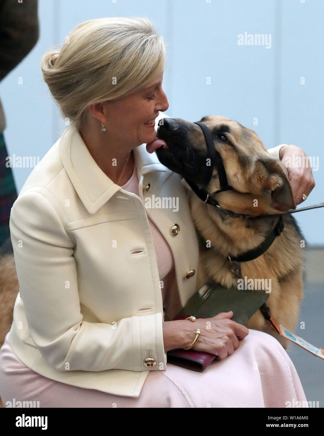 The Countess of Forfar reacts as a guide dog licks her face during a ...
