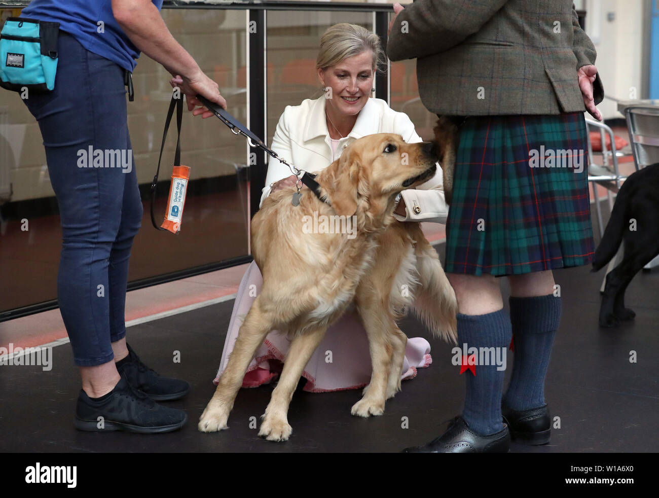 Guide dogs interest hi-res stock photography and images - Alamy