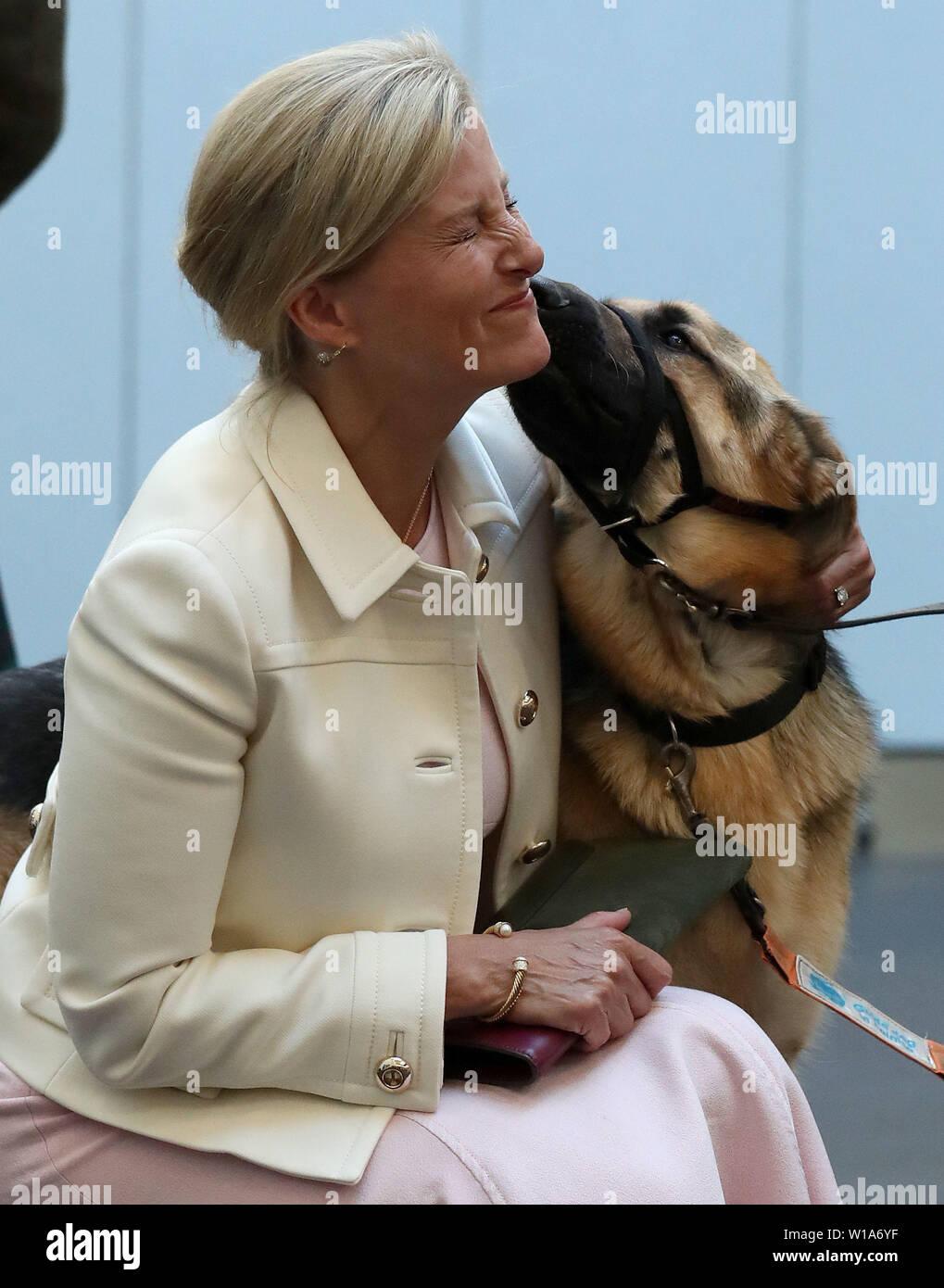 The Countess of Forfar reacts as a guide dog licks her face during a ...