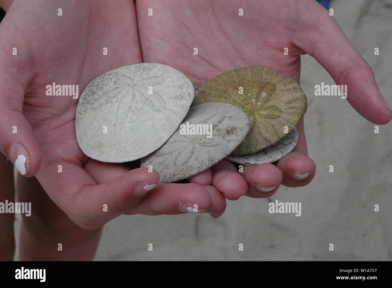 Sand dollars hi-res stock photography and images - Alamy