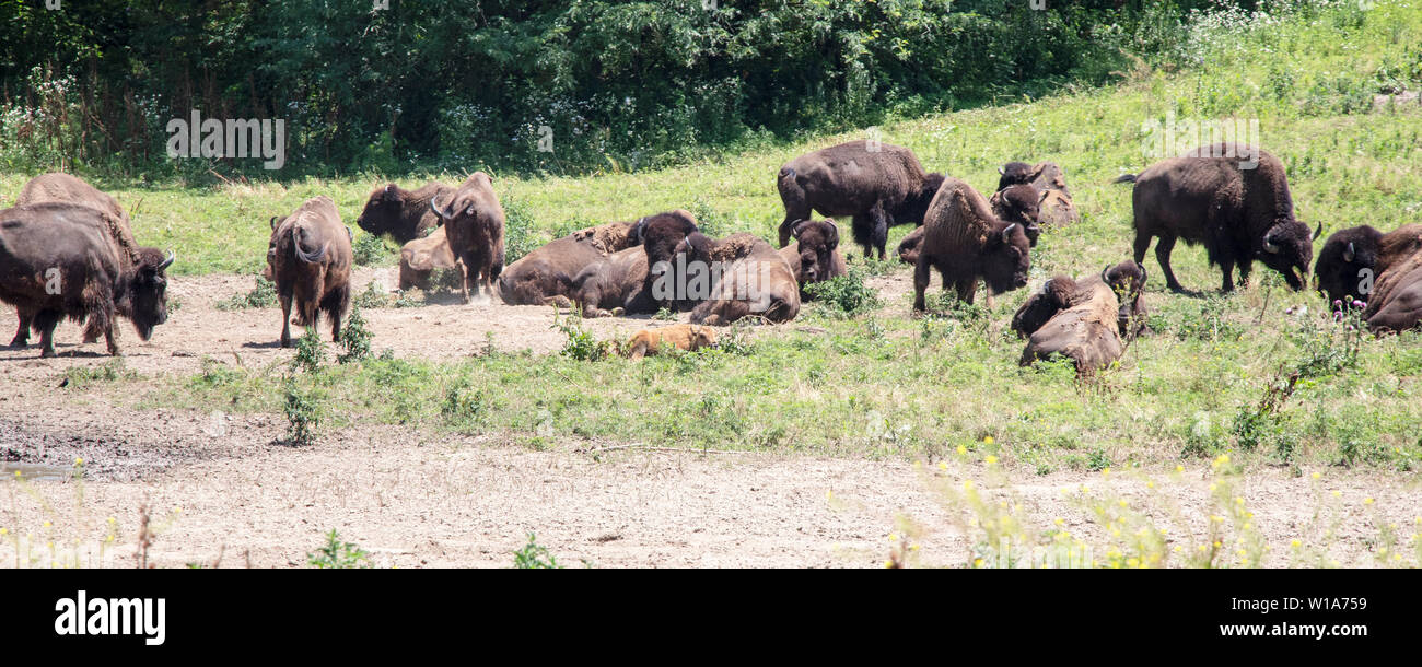 American bison herd grasslands hi-res stock photography and images - Alamy