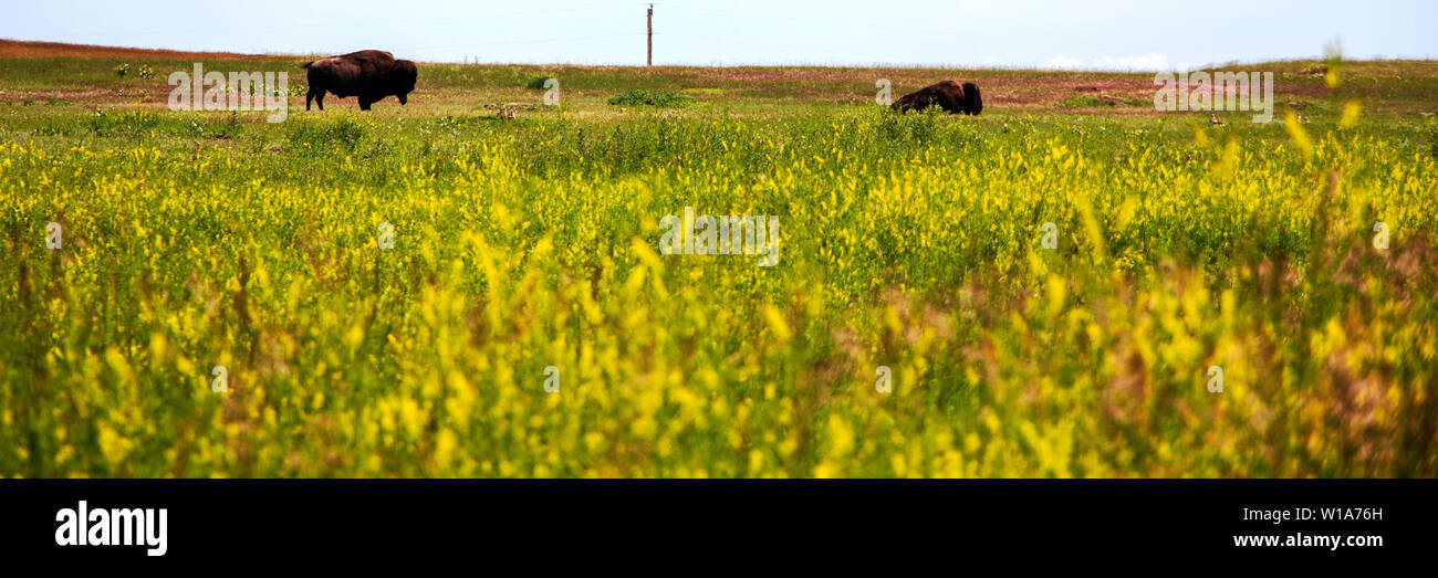 Buffalo on the Prairie Stock Photo - Alamy