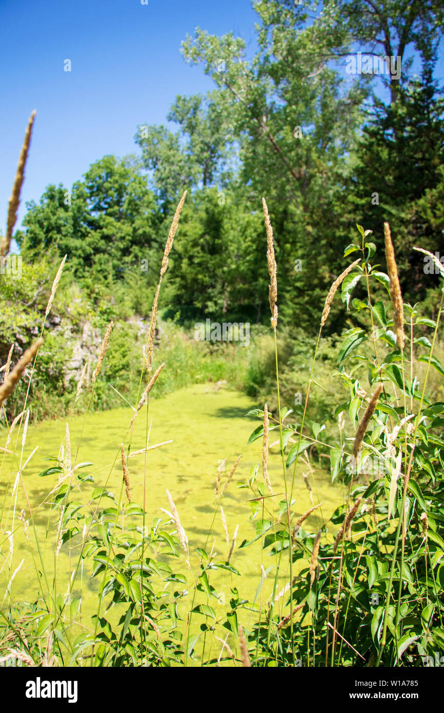 Grasses in the Wetlands Stock Photo - Alamy