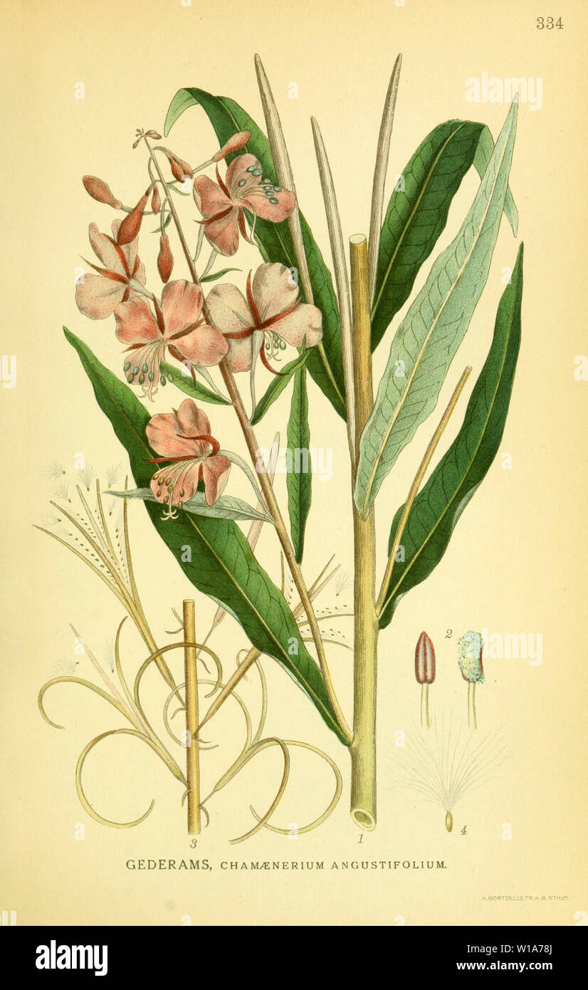 Beautiful vintage hand drawn illustrations of plants and flowers from ...