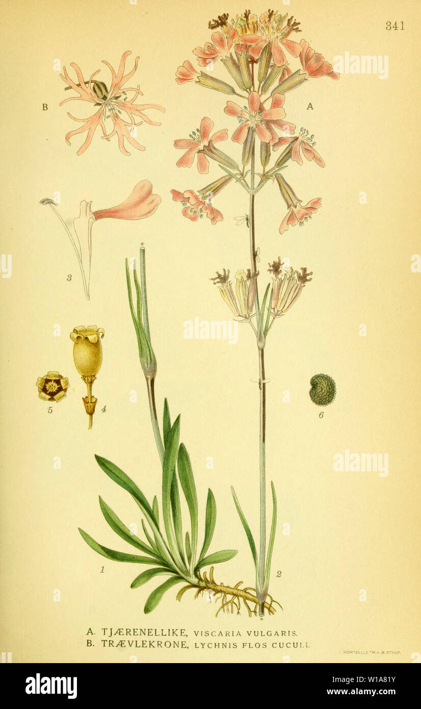 Beautiful vintage hand drawn illustrations of plants and flowers from ...