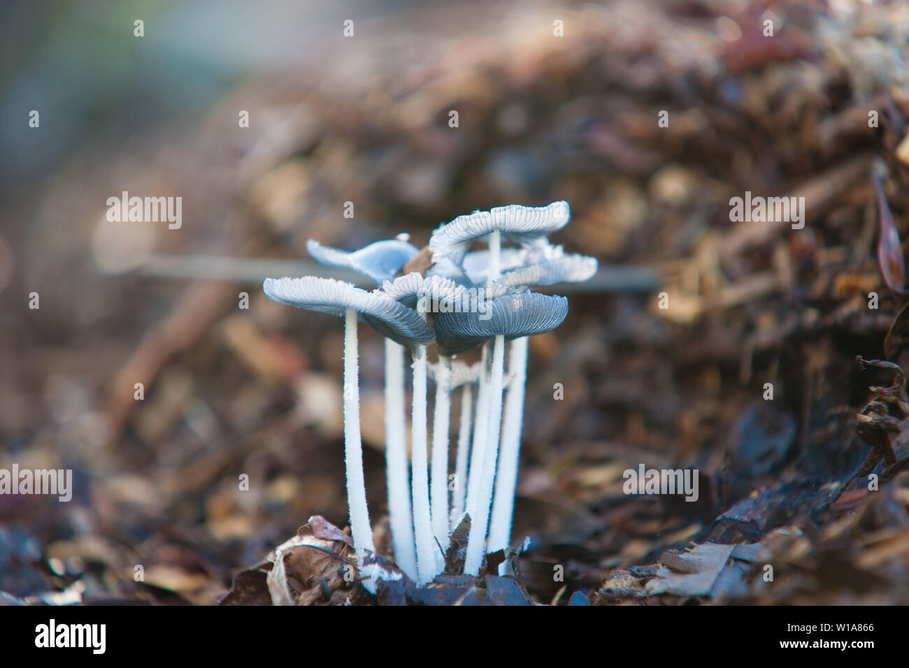 Small cluster white mushroom fungi hi-res stock photography and images ...