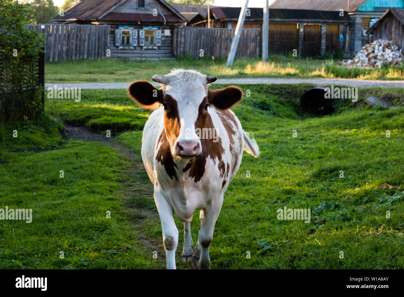 In russia and in the cow pasture hi-res stock photography and images ...