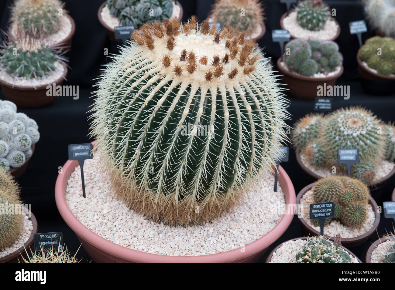 Cactus show stall hi-res stock photography and images - Alamy