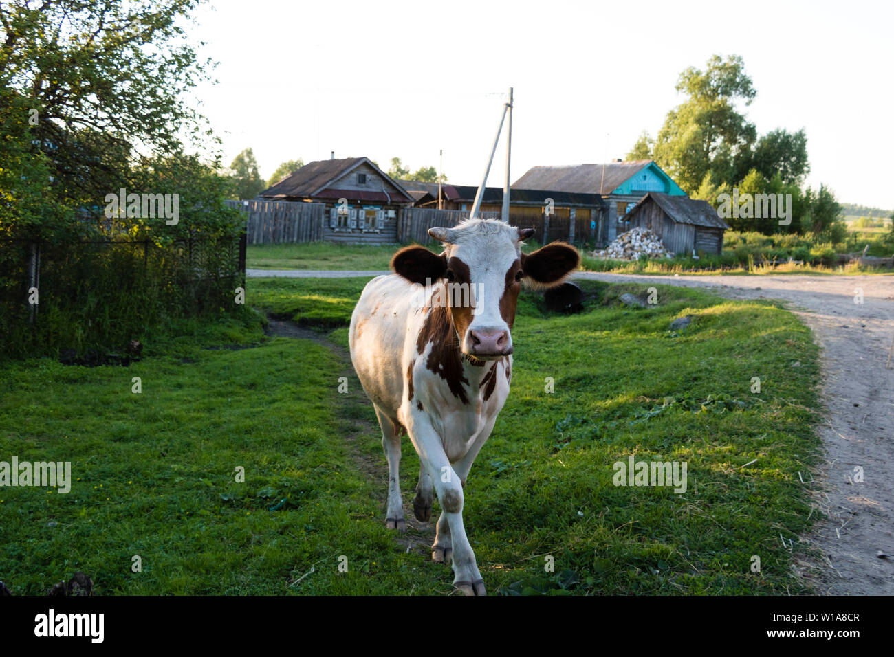 In russia and in the cow pasture hi-res stock photography and images ...