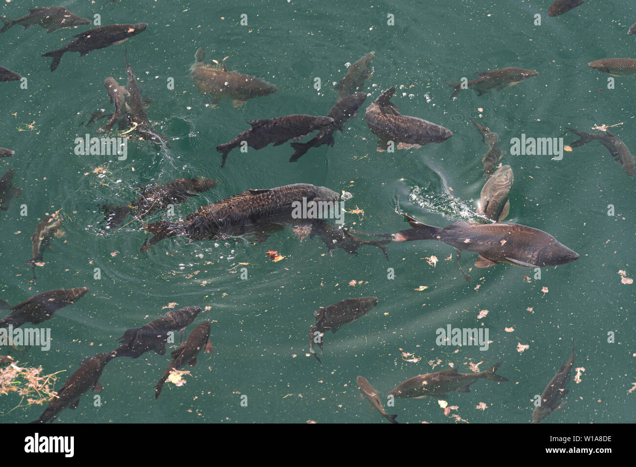 Large carp swimming in a blue water near Solina dam in Poland. Top view ...