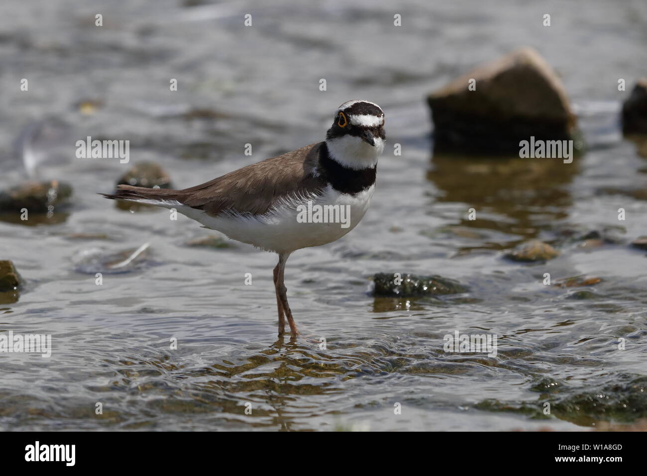 Adult Little Ringed Plover Stock Photo - Alamy