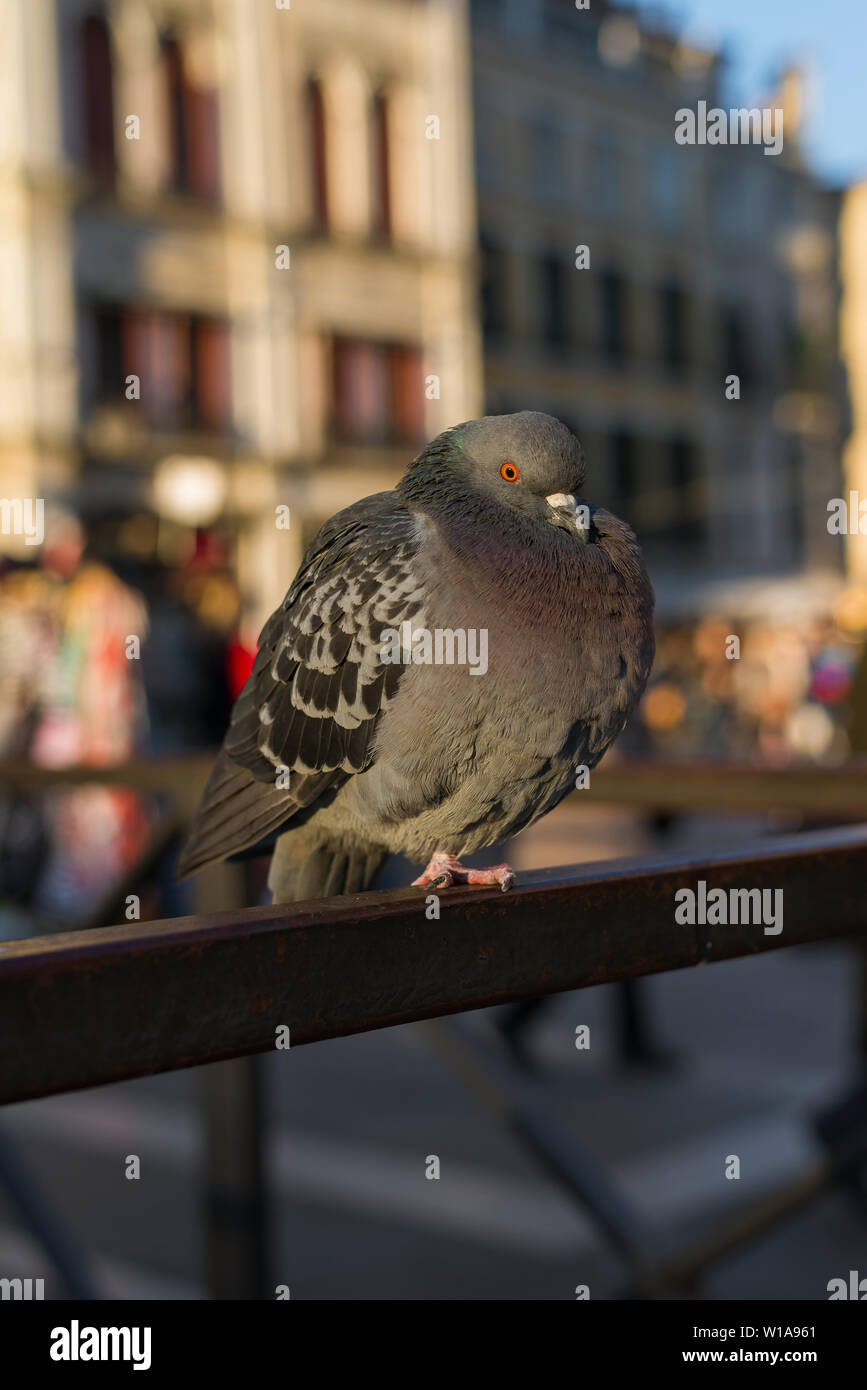 Venice pigeon hi-res stock photography and images - Alamy